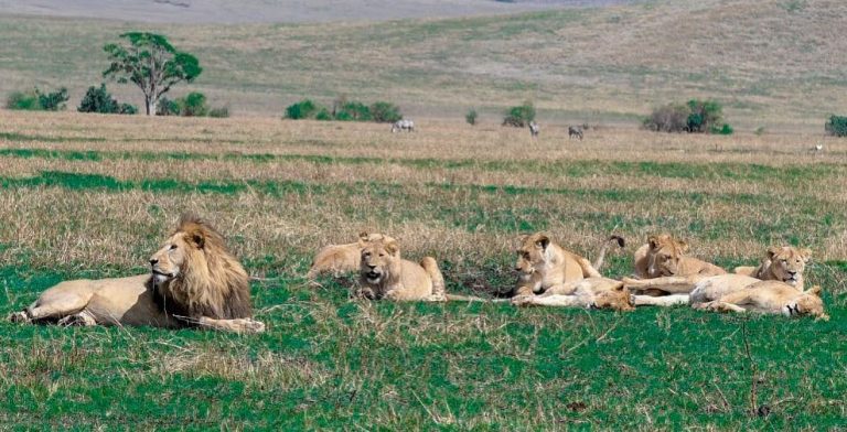 Wild Animals – Ngorongoro Conservation Area Authority (NCAA)