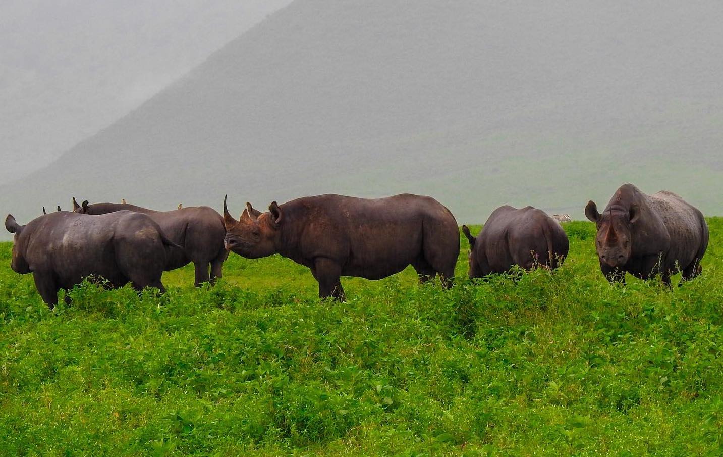 Wild Animals – Ngorongoro Conservation Area Authority (NCAA)