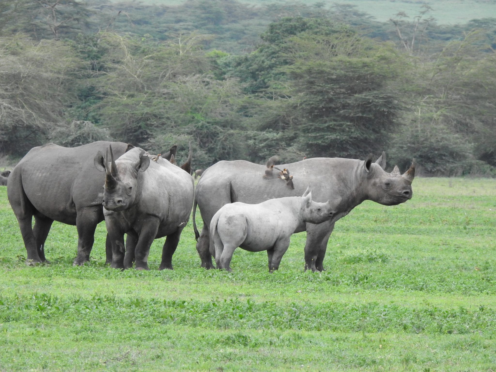 Why Visit Ngorongoro – Ngorongoro Conservation Area Authority (NCAA)